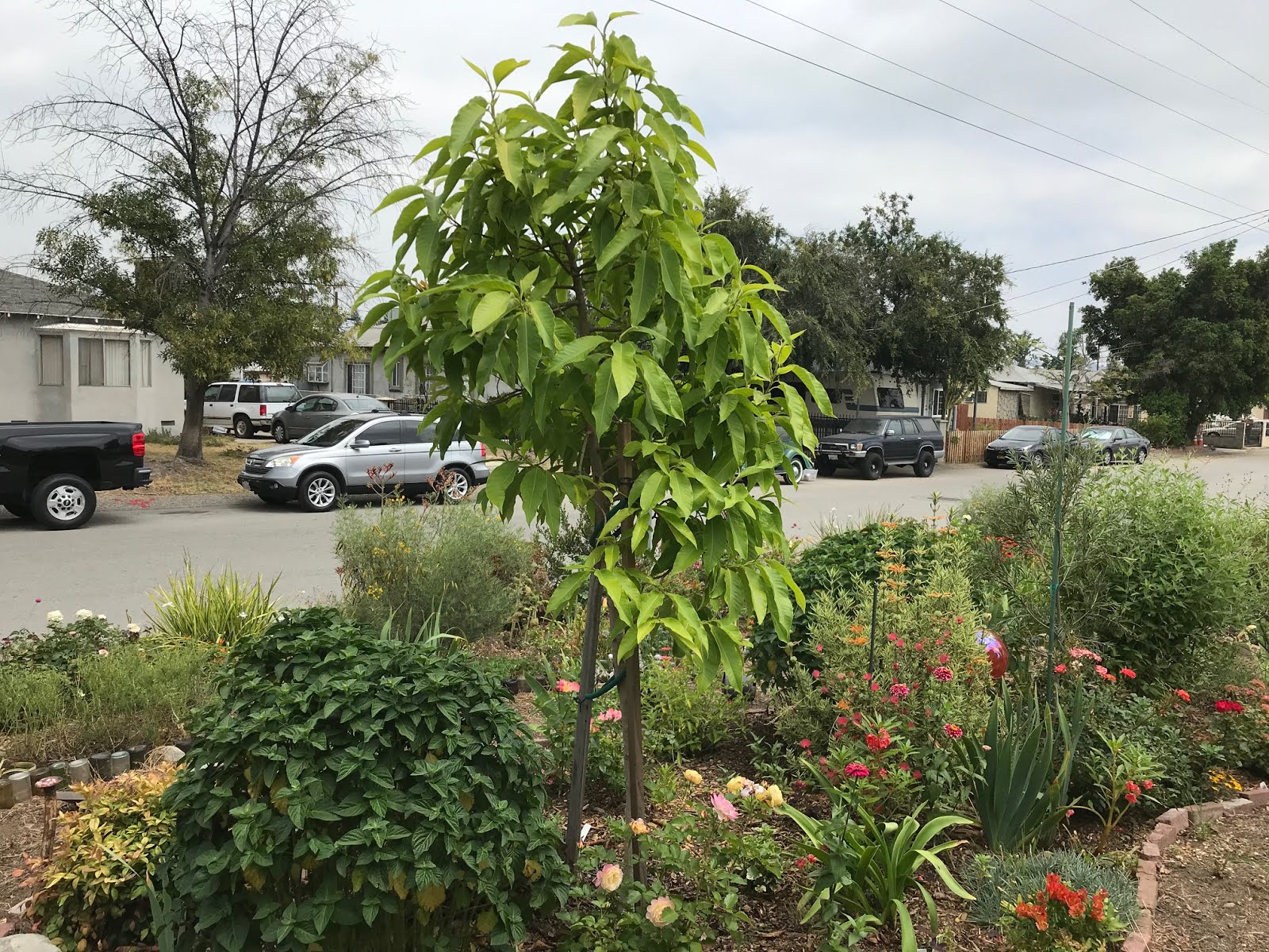 Aprille's SoCal Gardening : Special Tree
