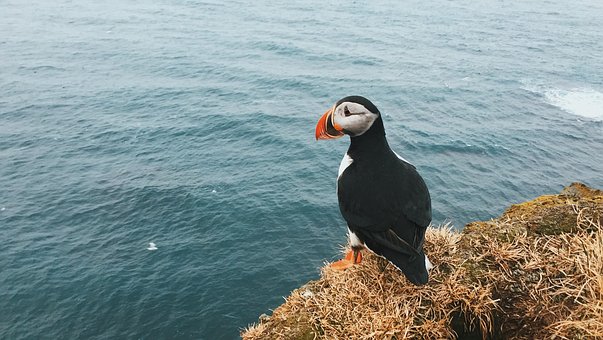 Encyclopedia of Trivia: Puffin