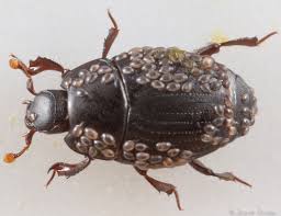 INSECTOS DE P.R. In Memoriam Dr Luis F Martorell y Dr Alain Liogier ,DR ...