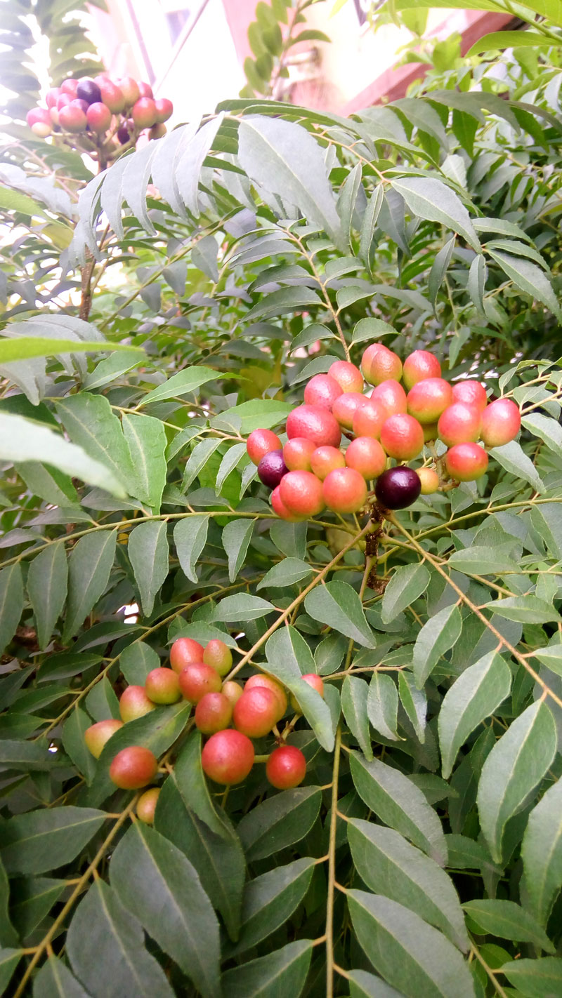 The Fruit of Curry leaf (Daun Kari)