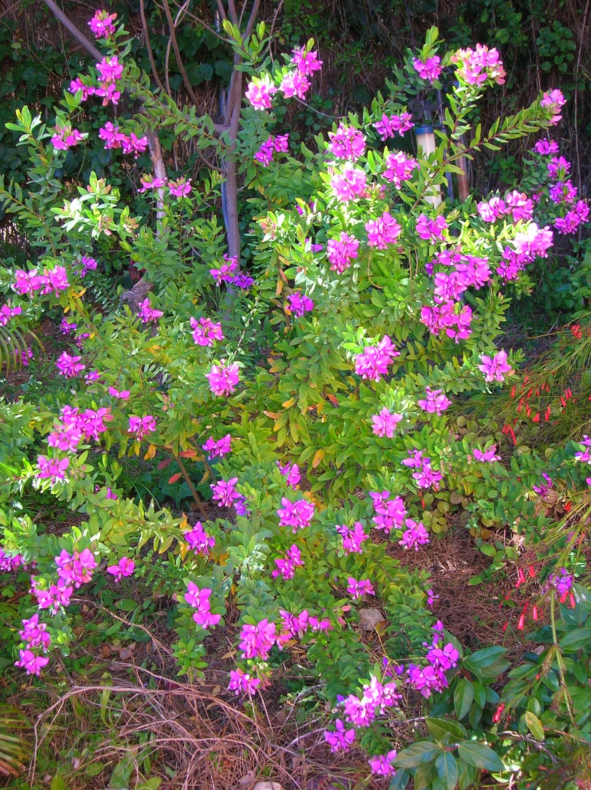 Recregarden: POLYGALA MYRTIFOLIA