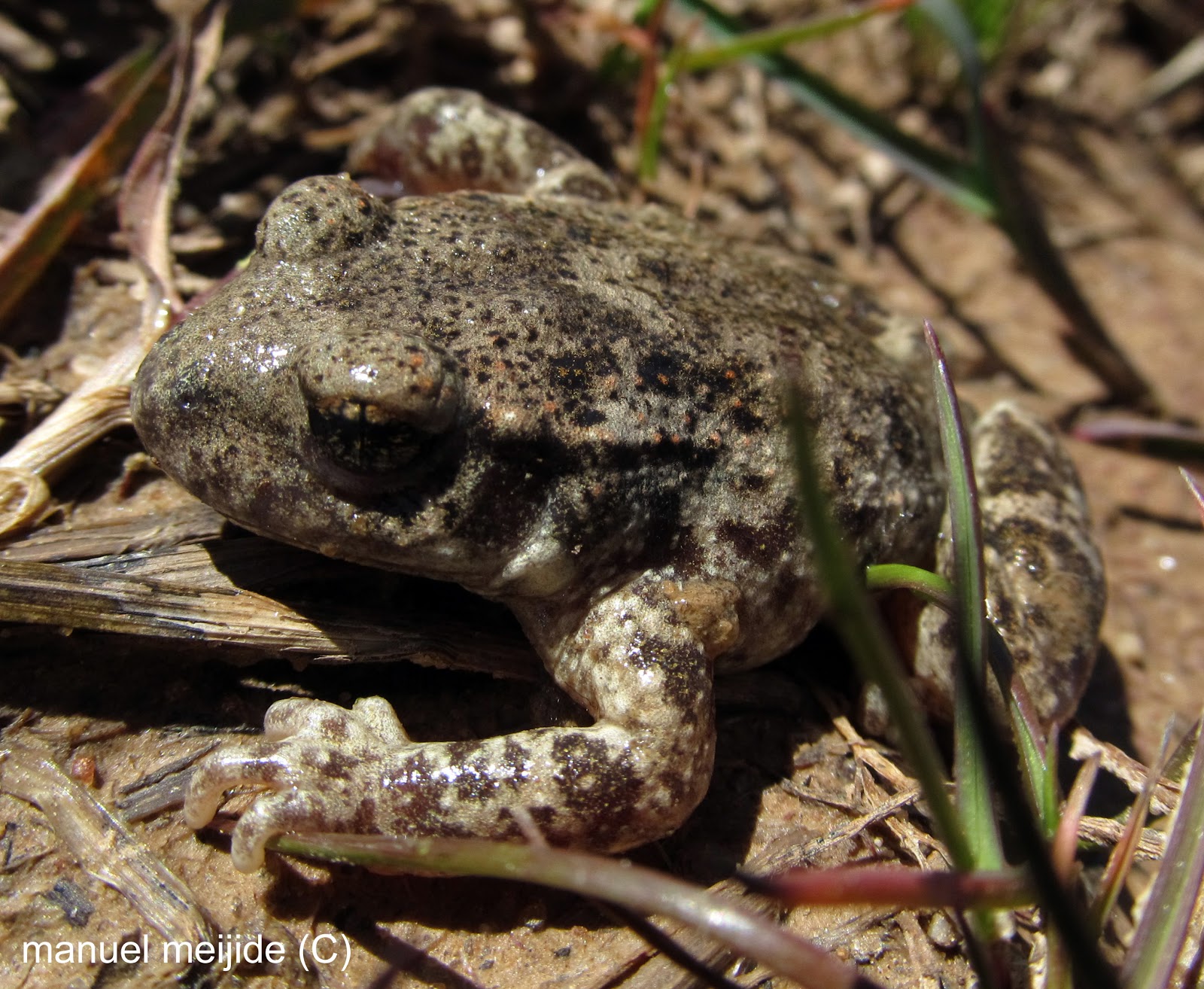 El Artesano Numantino: SAPO PARTERO COMUN