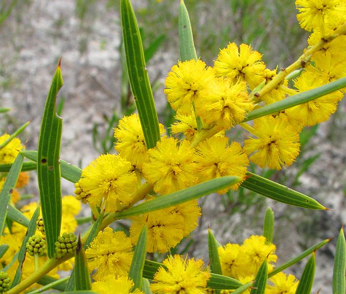 Esperance Wildflowers: Acacia cochlearis - Rigid Wattle
