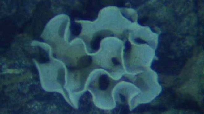 Giant Amoebas Discovered in Deepest Ocean Trench ~ scientific nation