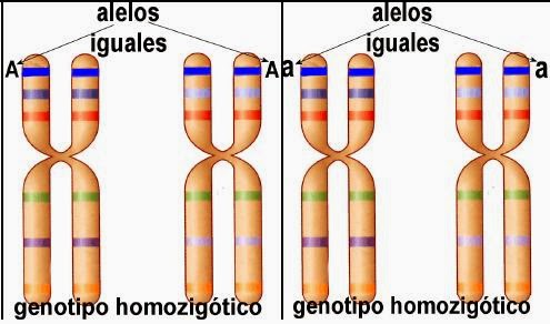 TERMINOLOGIA DE GENETICA | CUARTO