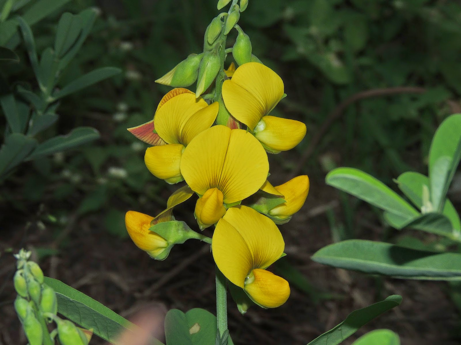 The Flowering plants - Leguminosae - Fabaceae: Fabaceae - Crotalaria ...