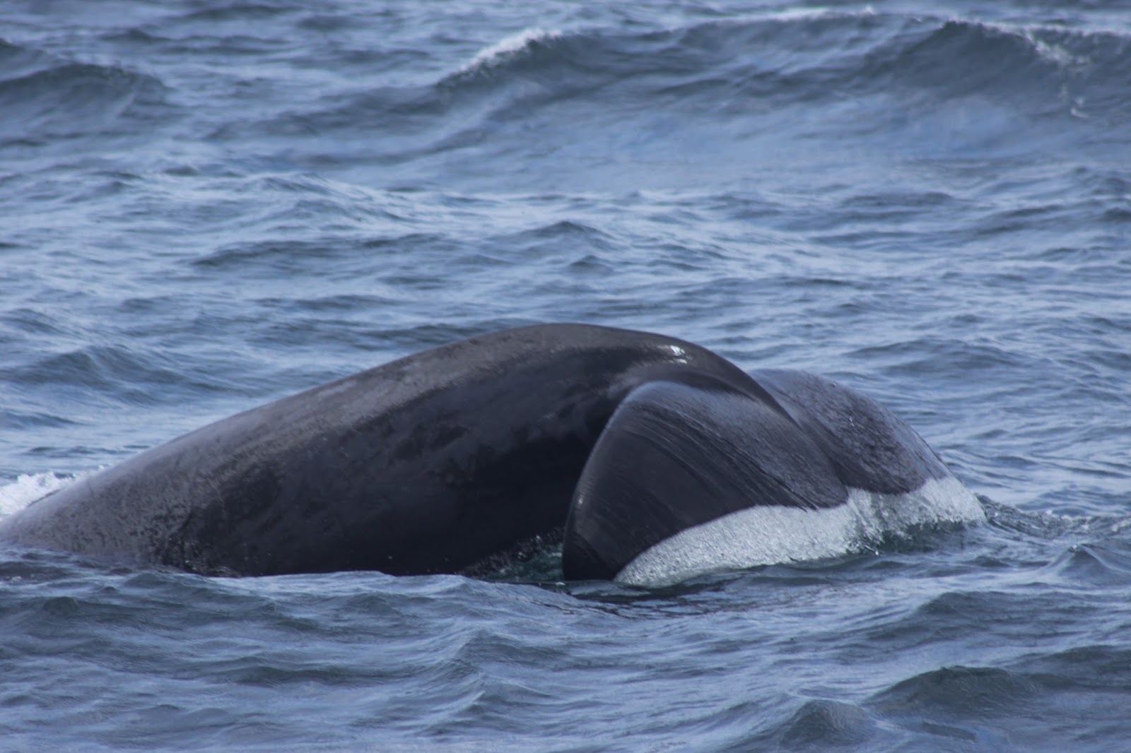 Brier Island Whale Tales: Bay of Fundy's "Old Thom"