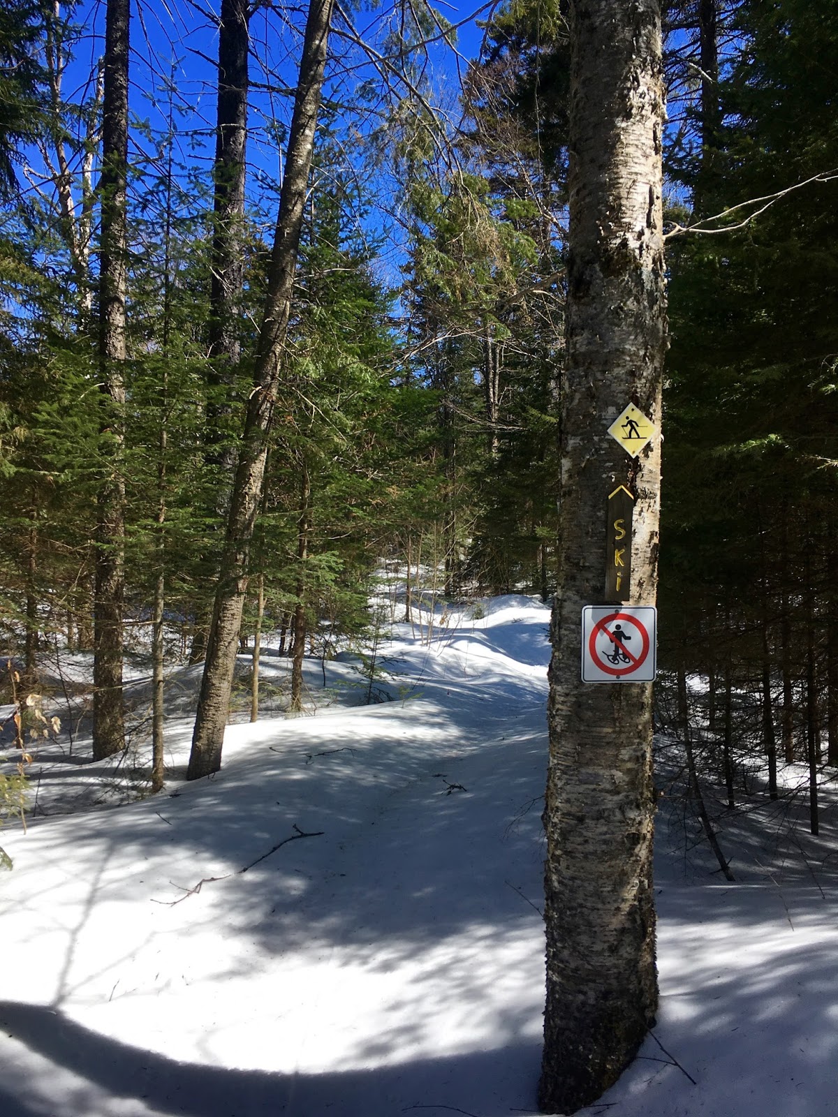 Skiglisse: Au sommet de la montagne Grise