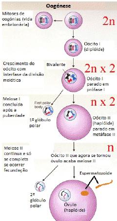 Do ADN à Vida: Oogénese