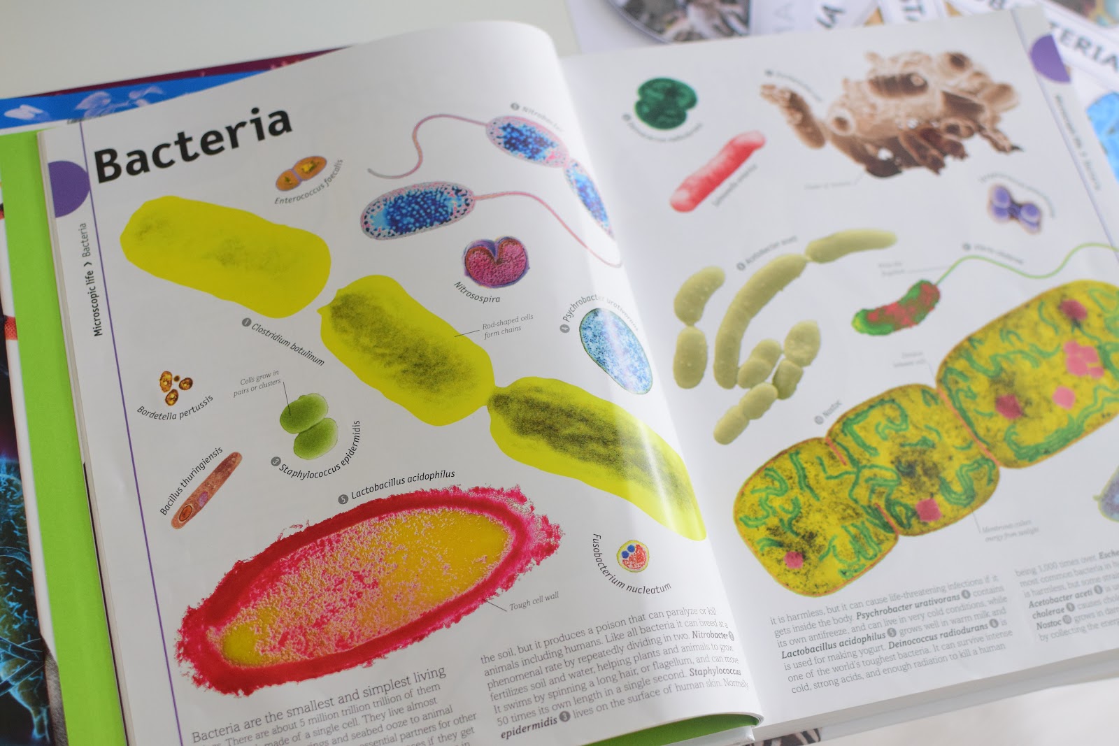 Introducing the 6 Kingdoms of Life | The Pinay Homeschooler