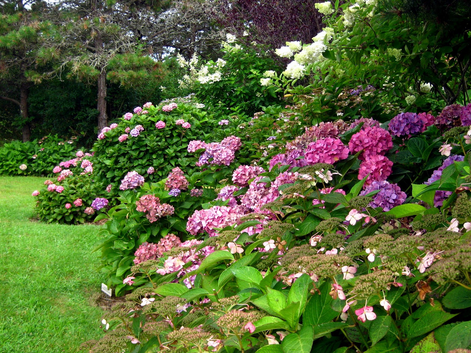 There Once Was a Boy Obsessed with Nantucket...: Hydrangeas: Cape Cod ...