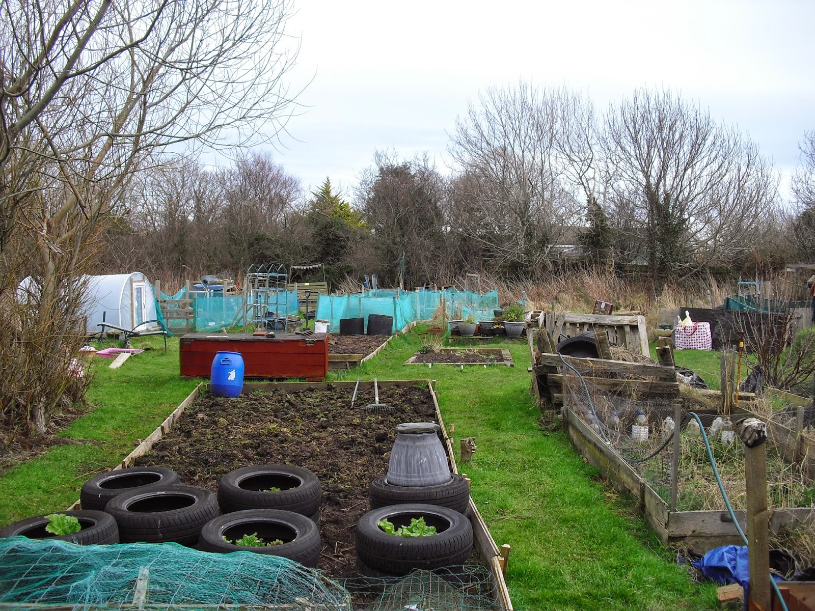 Allotment at Native Oak