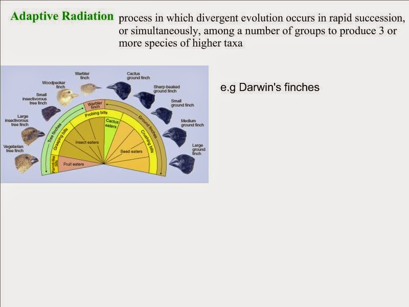 11 Biology: Pathways of Evolution