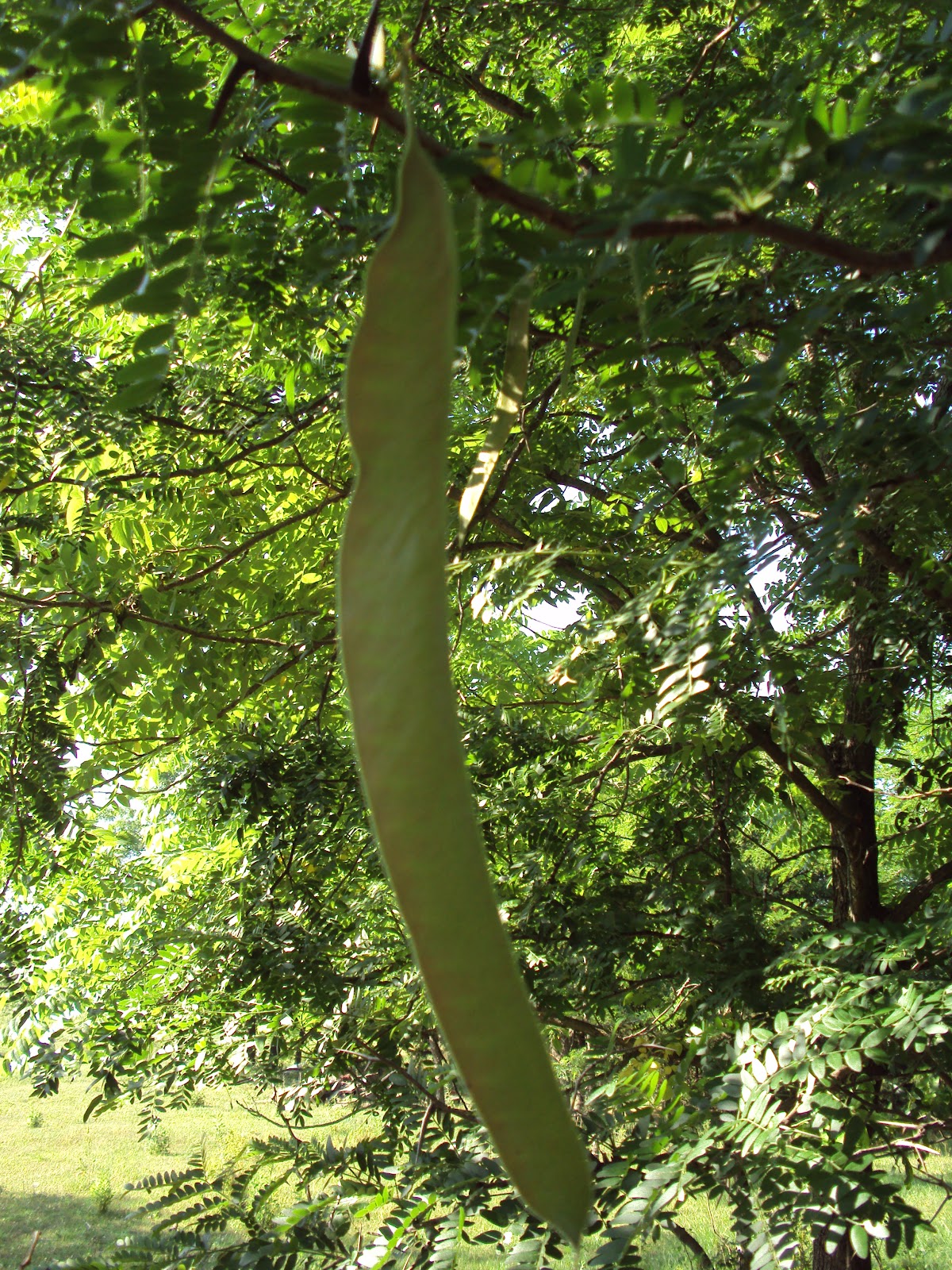 Missouri Survival: The Honey Locust Thorn Tree