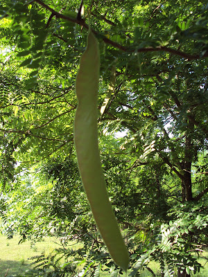 Missouri Survival: The Honey Locust Thorn Tree