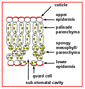 Plant Transport: Transport of Food in Plants