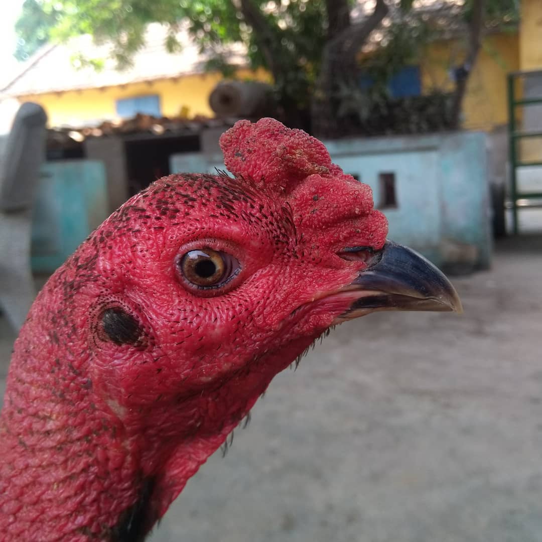 Fakta Ayam Gundul atau Ganoi vietnam atau Madagaskar - Ndan Jalon ...