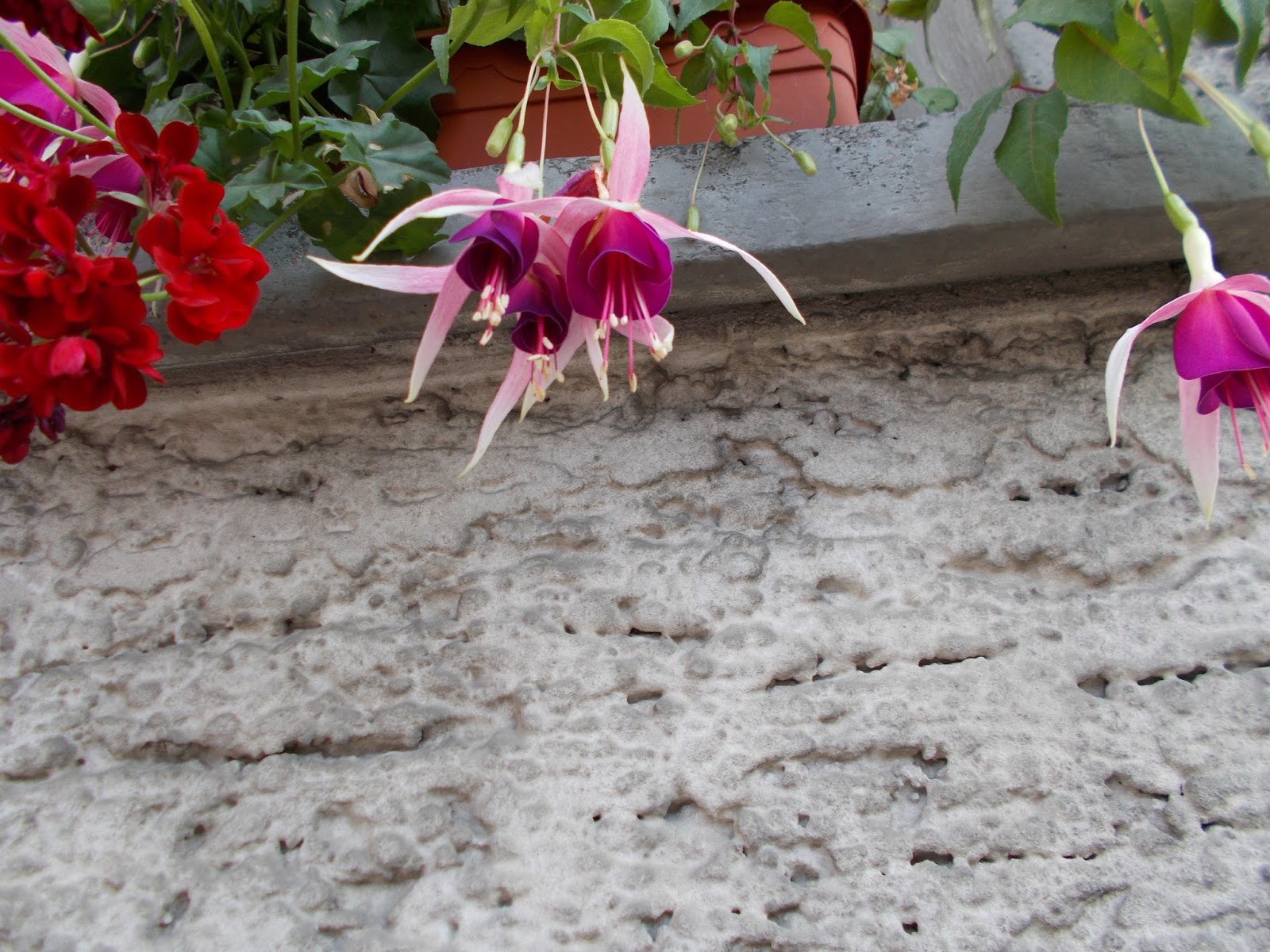 Legendele florilor: Legendarul clopotel - cercelus