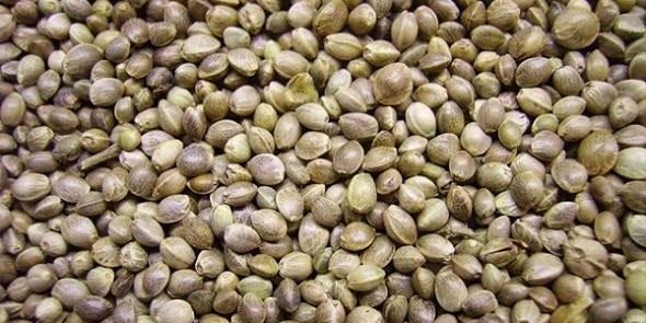 Sahabat Lovebird: MACAM-MACAM BIJI-BIJIAN DAN KANDUNGANNYA