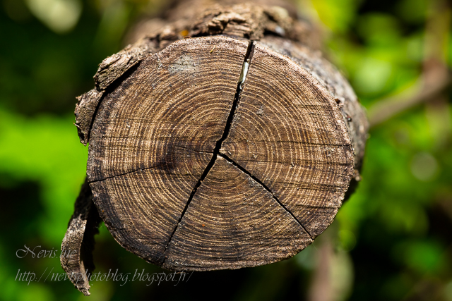 Gros plan sur un tronc d'arbre