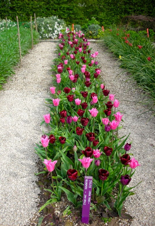 Two Men and a Little Farm: TULIP CUTTING GARDEN, INSPIRATION THURSDAY