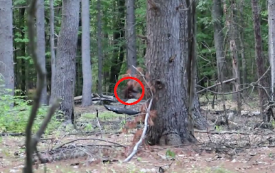 Baby Bigfoot Sighting (Massachusetts) - A Closer Look ~ The Crypto Crew