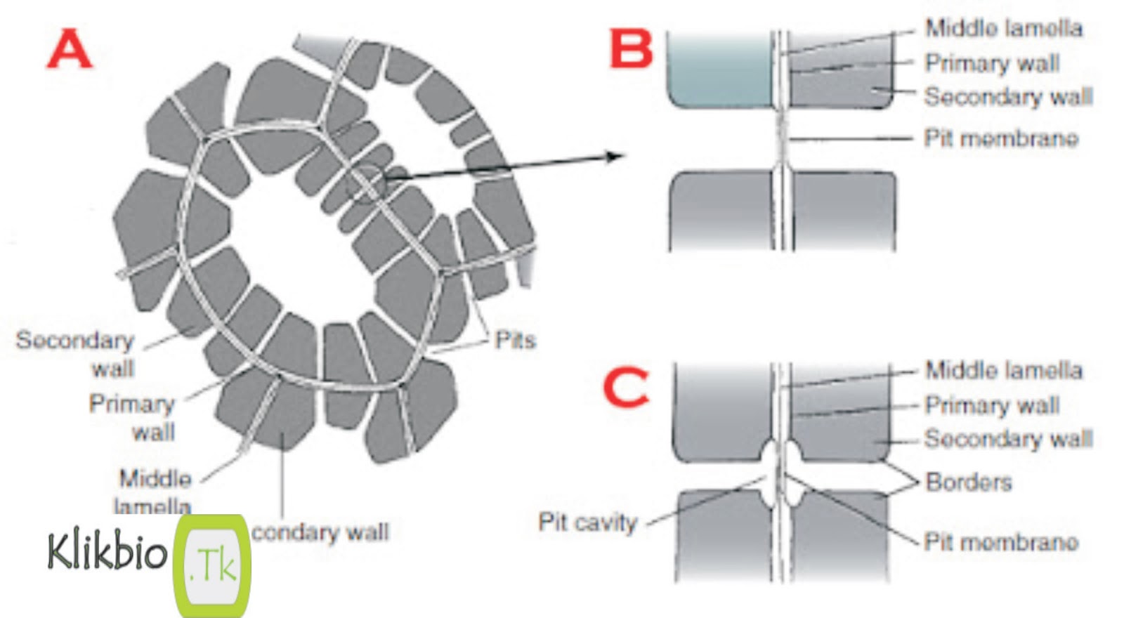 What the cell, Characteristics cell wall, plasmodesmata, Node | Domain ...