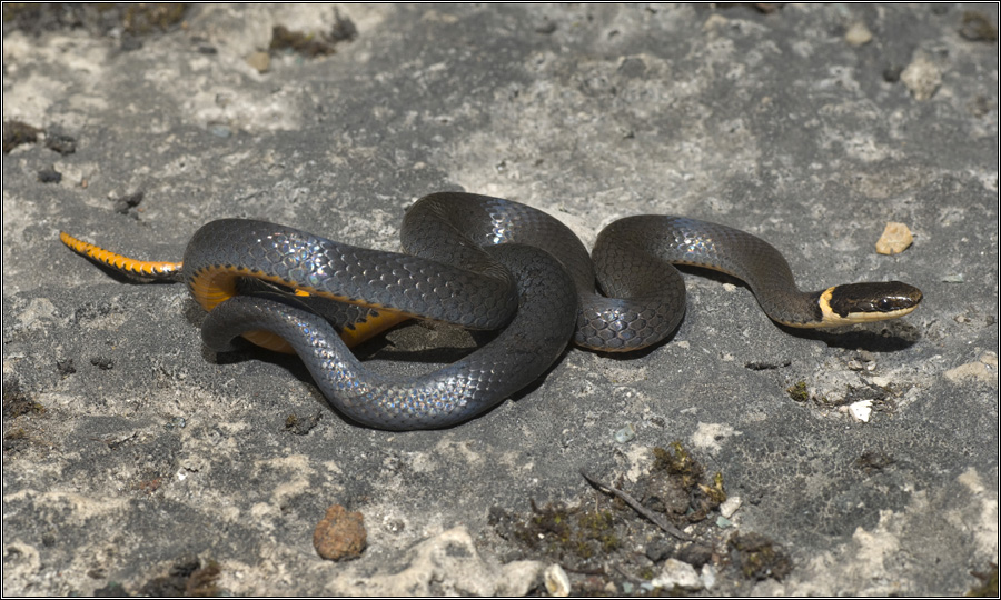 Explorations of an Ecologist: The snakes of Ontario - part 4