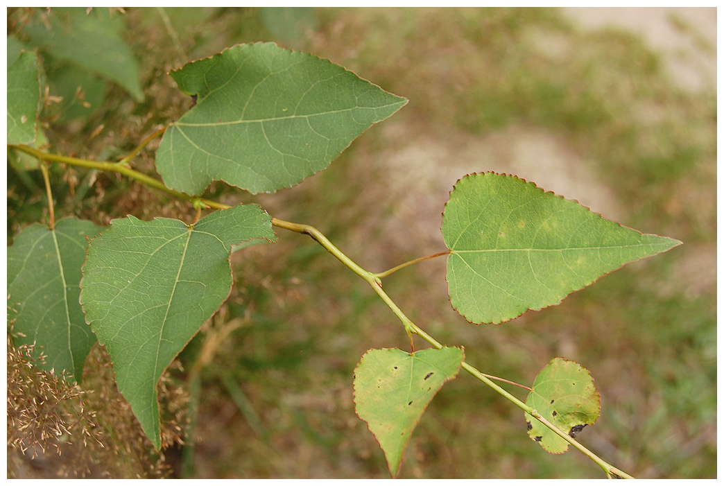 Chwile zaChwycone: Osika, topola drżąca