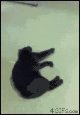 Introducing the New Gifs: Crawling Cat