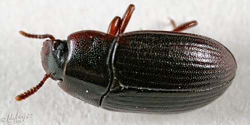 Biodiversidad Costa Granadina y ... (Fauna): Cascarudo negro de las ...