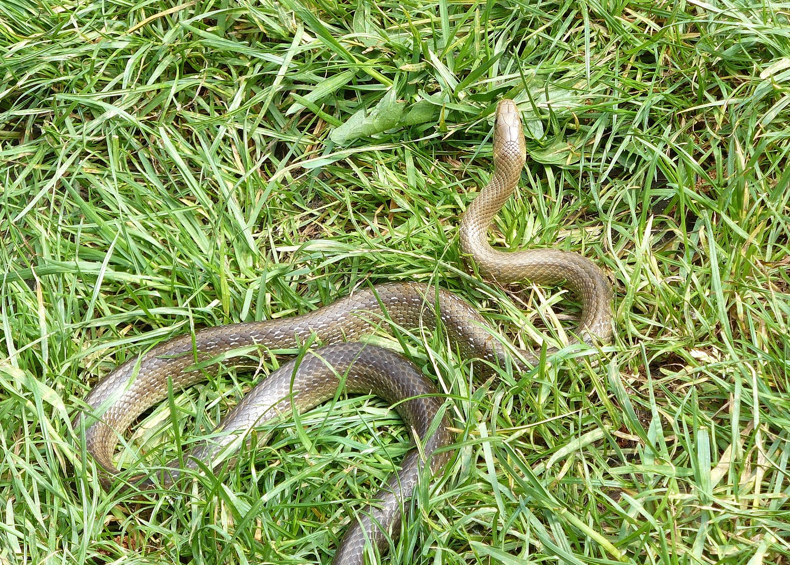 Quelques images de la nature: Couleuvre d'Esculape