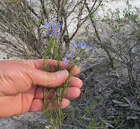 Esperance Wildflowers: Cheiranthera filifolia - Finger-flower