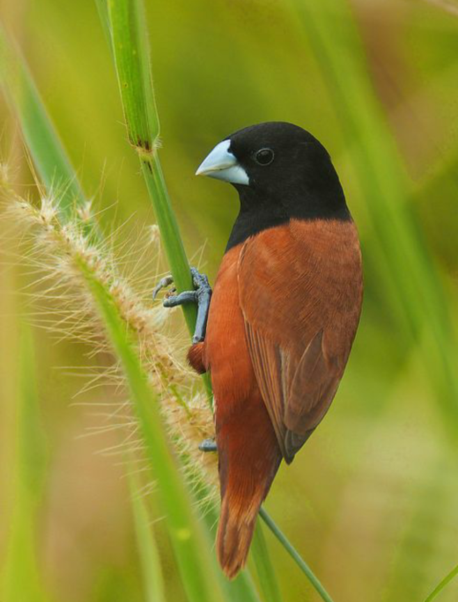 Birds in Thailand: Chestnut Munia