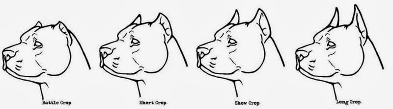 Info Dogs Nr 1 Pitbull Ear Cropping info-dogs-nr-1-pitbull-ear-cropping