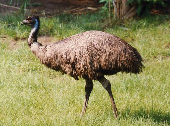 IMÁGENES Y FOTOS DE ANIMALES: El emu