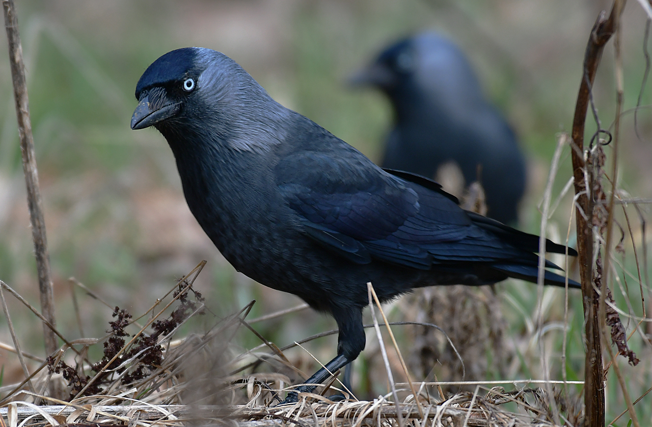 Vogels spotten - vogelsoorten register: Kauw
