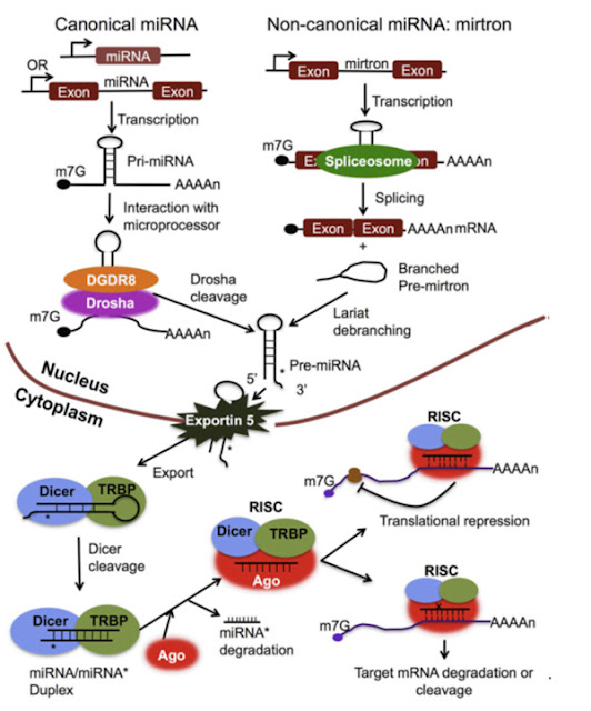 hongryul's blog: 마이크로RNA(microRNA; miRNA)란