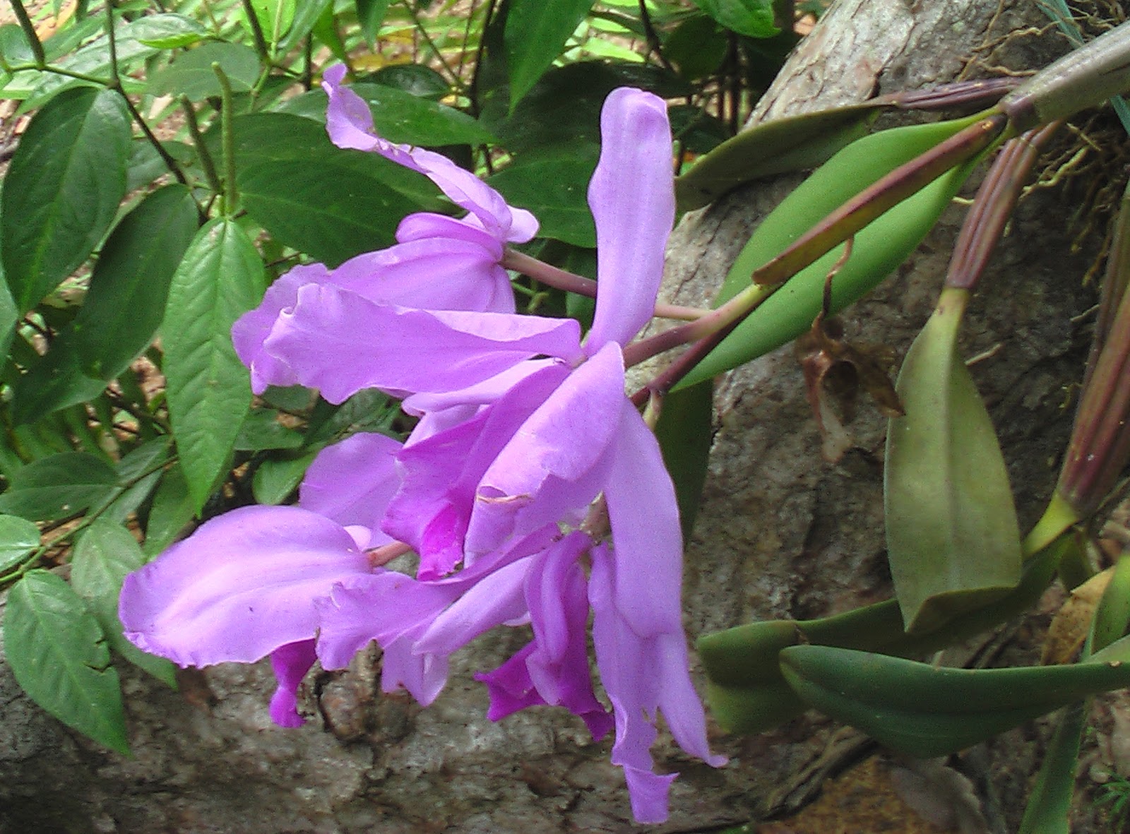 Amazonia Legal Brasileira: FLORES DA AMAZÔNIA