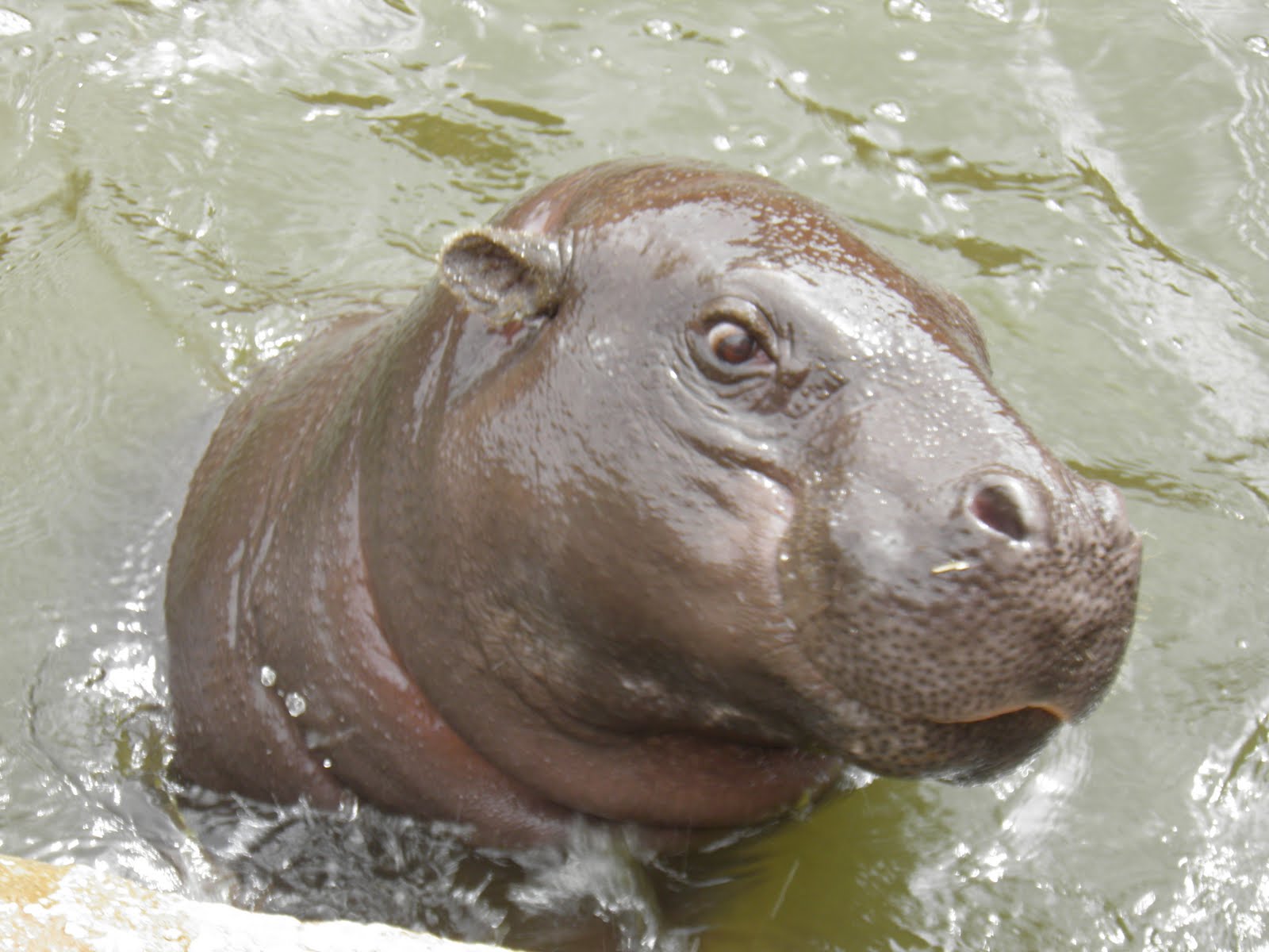OS SACA-RABOS: A nossa visita ao Zoo de Lagos - TURMA C