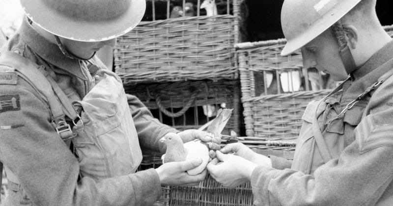World War 2 History and the WW2 Pigeons: Preserving the history of the ...