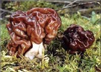 Jenis-jenis racun jamur dan efek bahaya gejalanya