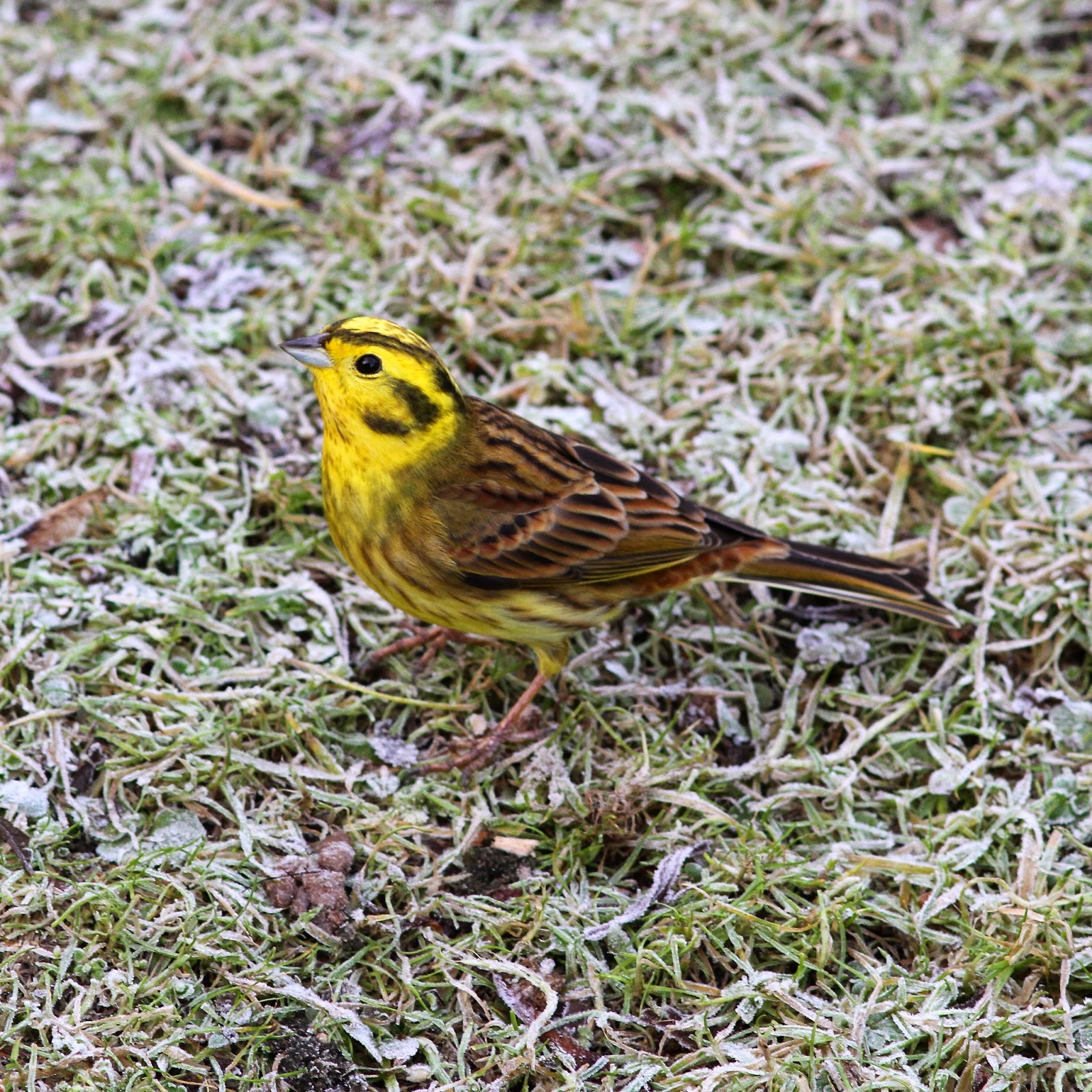 TrogTrogBlog: Bird of the week - Yellowhammer