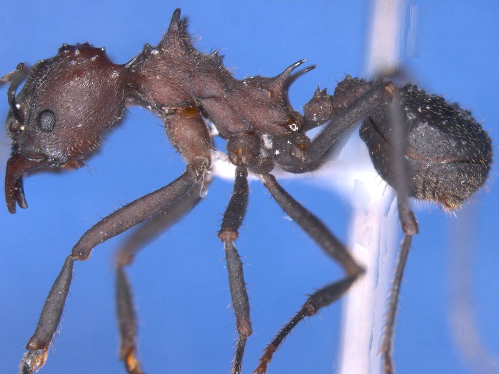 O Império Myrmex: Acromyrmex (pt)