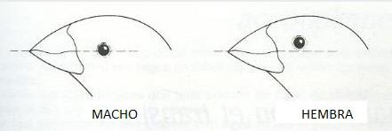 Todo Sobre Finches: Como saber si tu isabelita del japon o Society ...