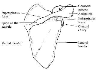 INVASION: SCAPULA.....!!