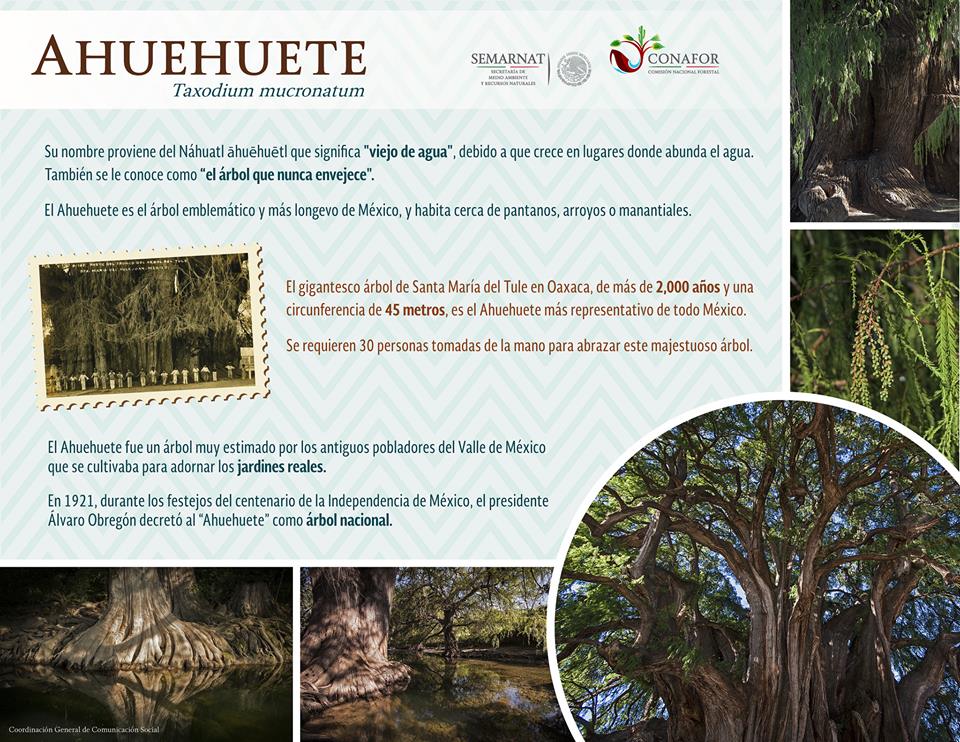 Jehuite: Primer Congreso Nacional del Ahuehuete