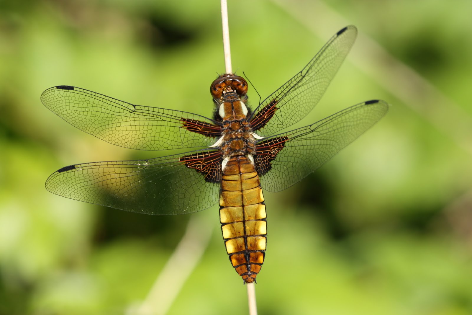 Lowestoft Birding: Broad- bodied Chasers