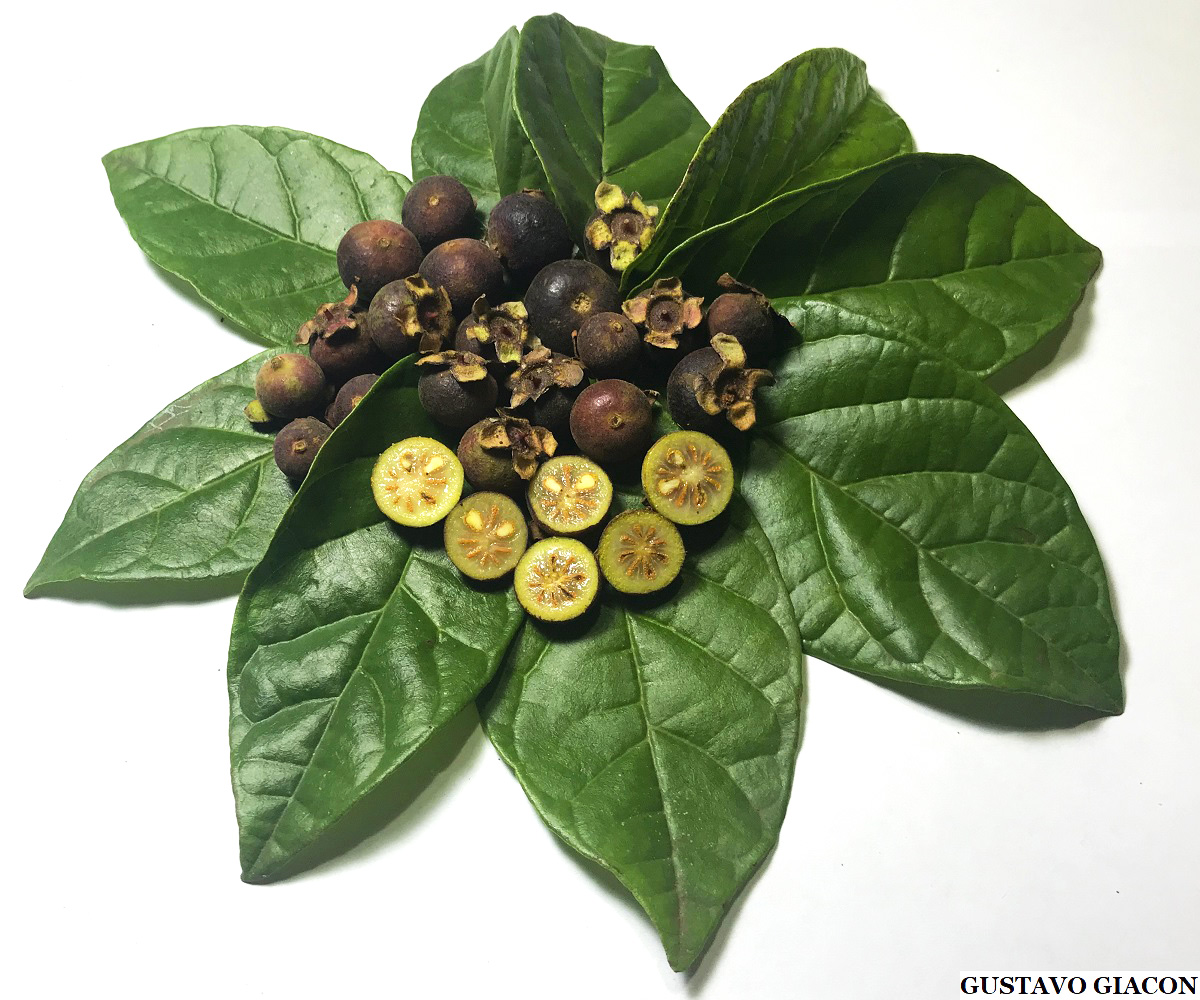 Viveiro Ciprest - Plantas Nativas e Exóticas: Guabiroba Roxa ...