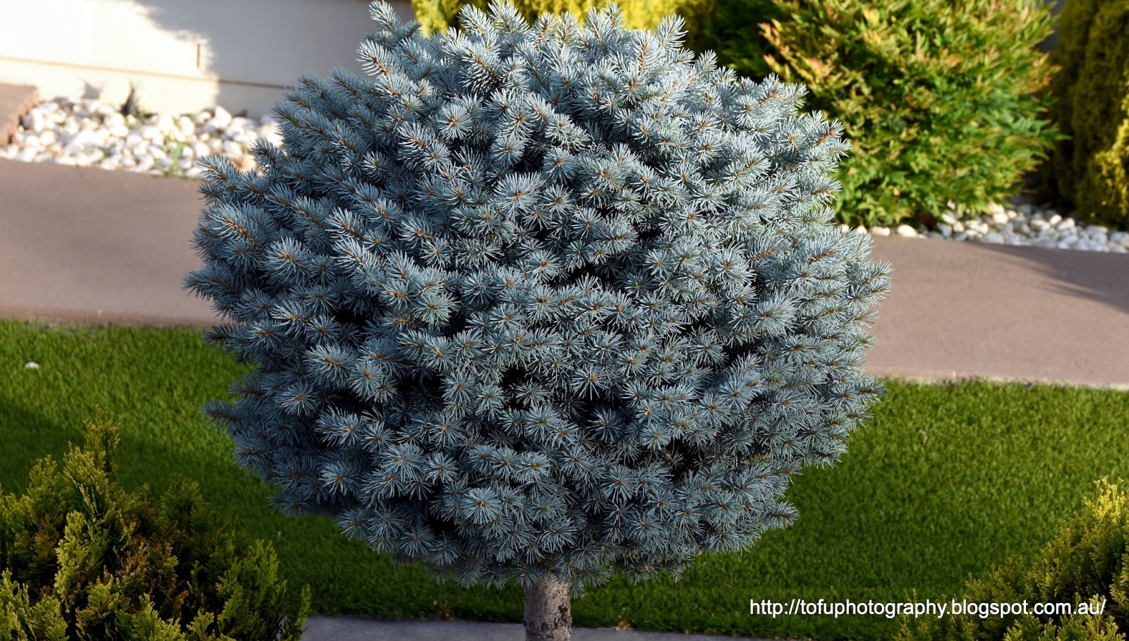 Tofu Photography: A conifer bush in Bruce, Canberra